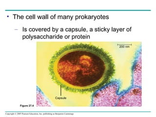27_PROKARYOTESsnnanakmakakakkaoakaama_ppt.ppt