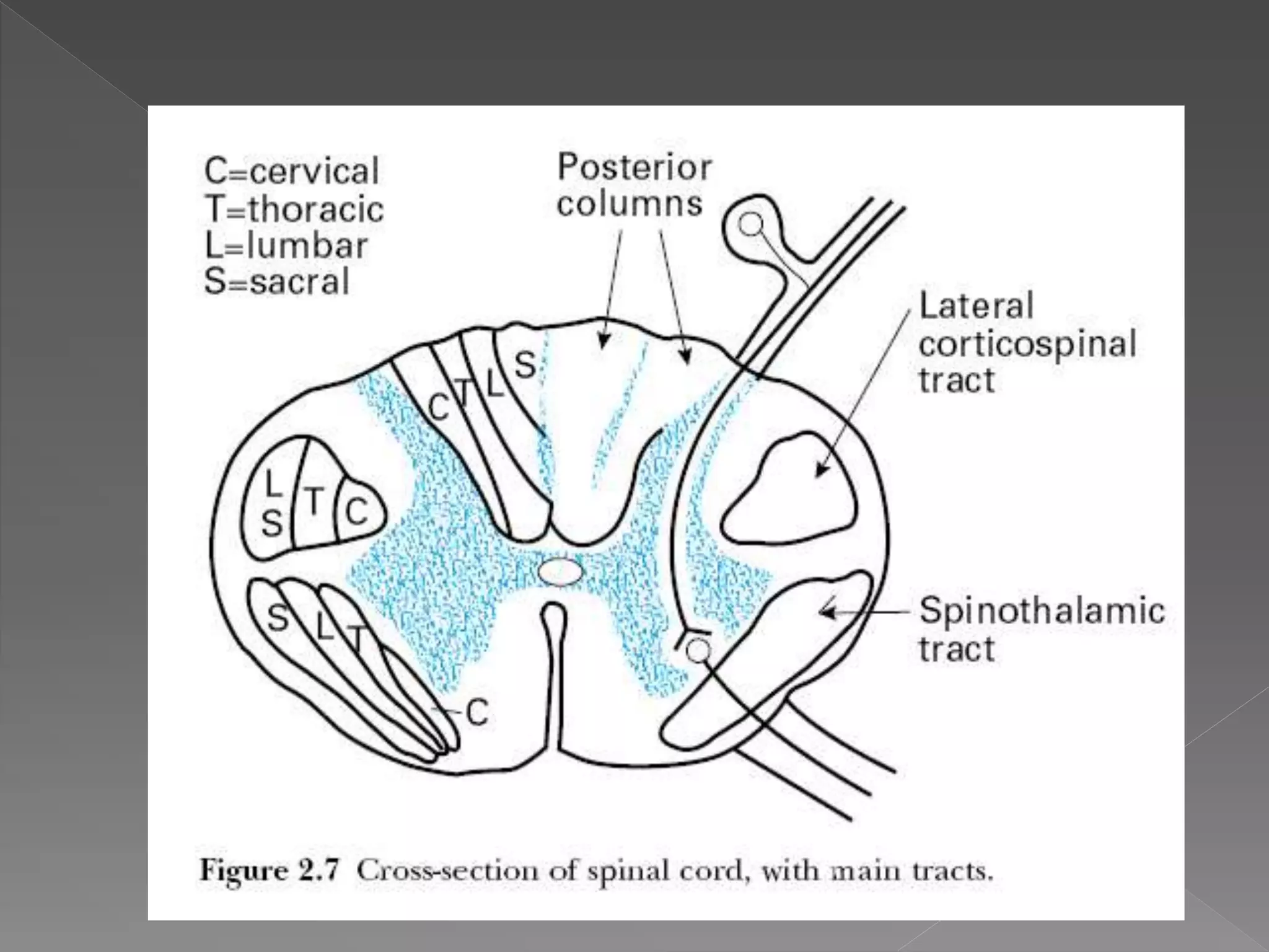 SPINAL CORD INJURY | PPTX | Death, Injury, or Military Conflict ...