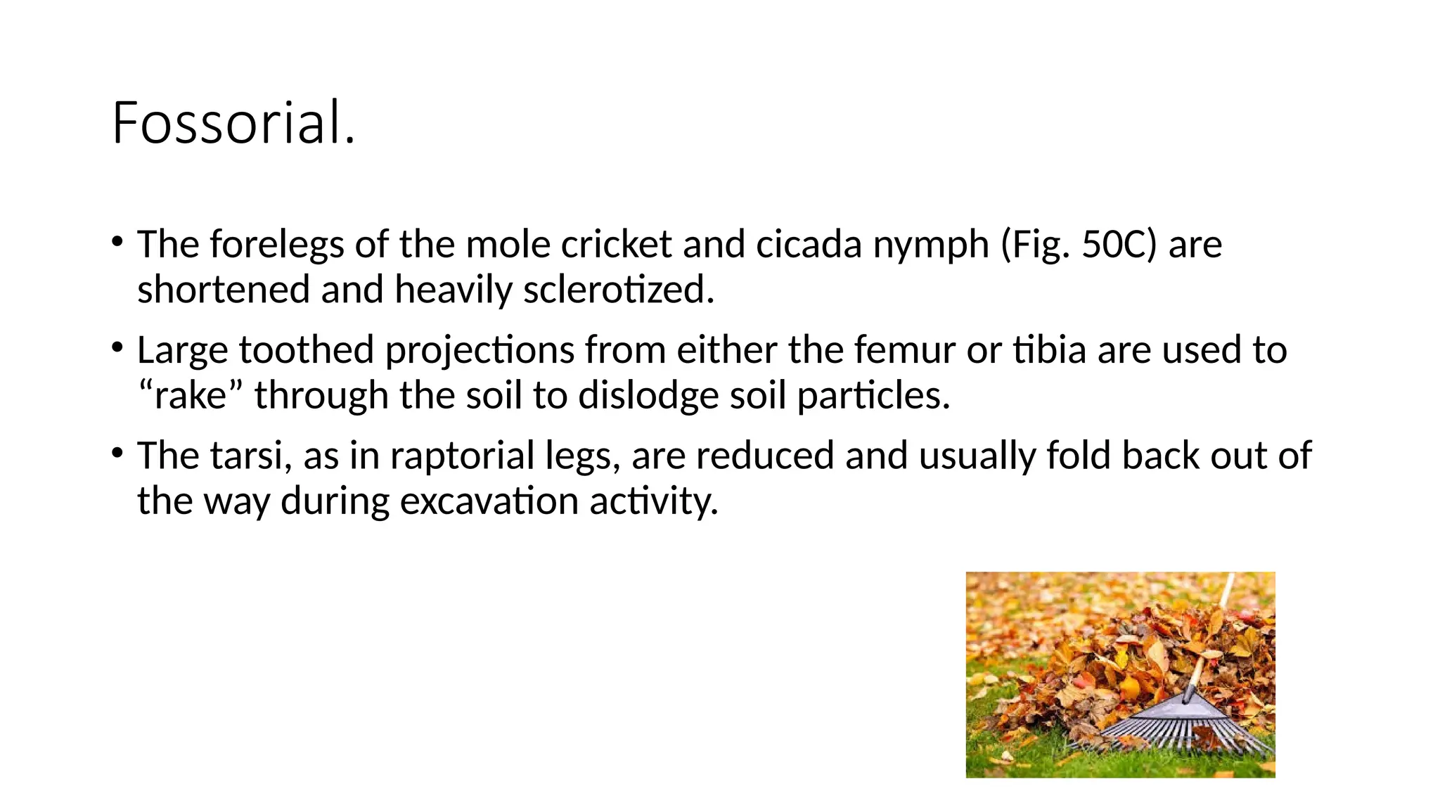Different Types of Leg Structures in Insects | PPTX