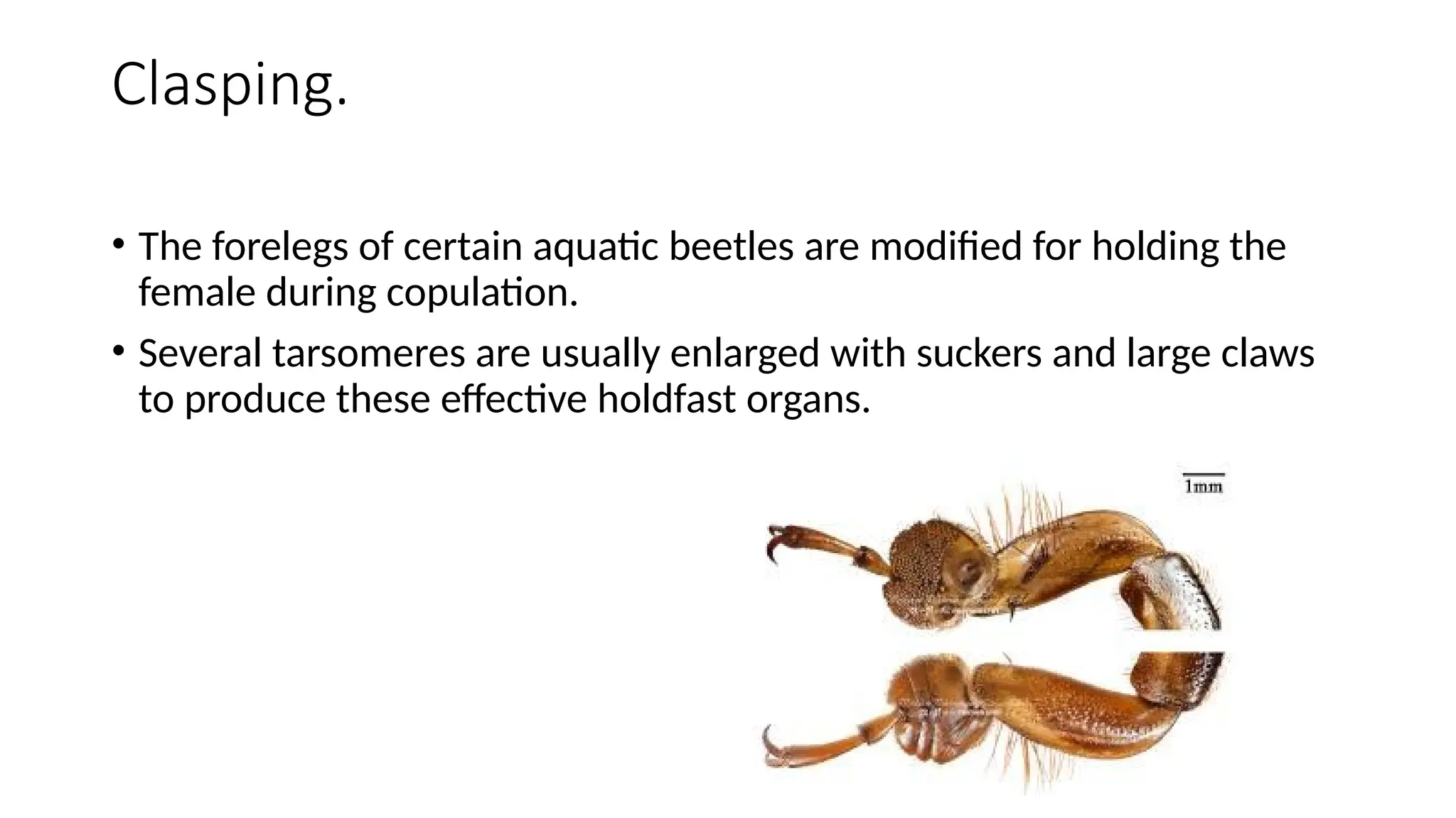 Different Types of Leg Structures in Insects | PPTX