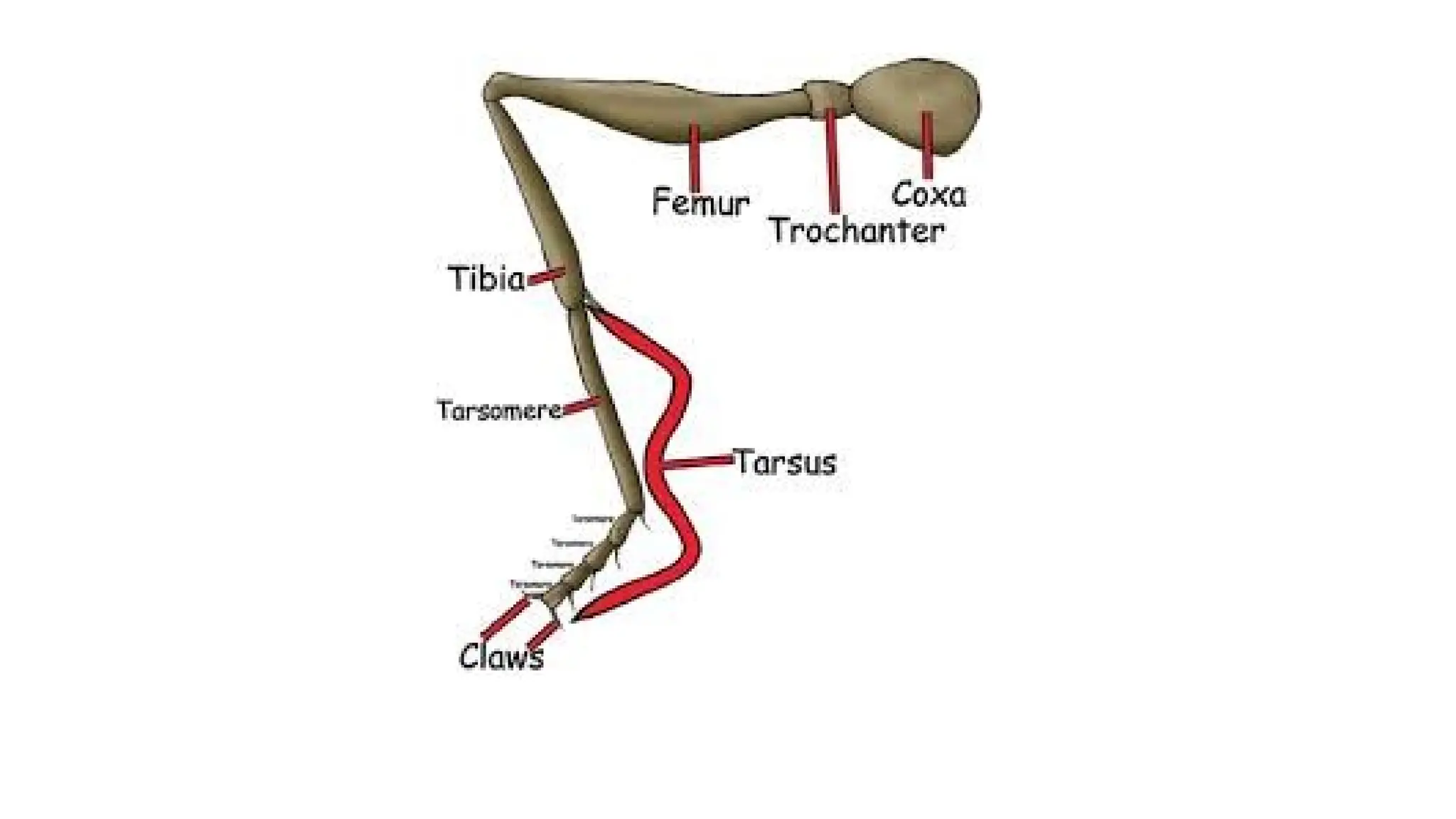 Different Types of Leg Structures in Insects | PPTX