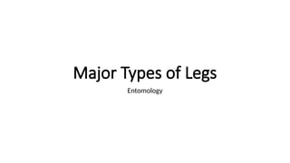 Different Types of Leg Structures in Insects | PPTX