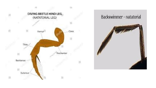Different Types of Leg Structures in Insects | PPTX | Sports
