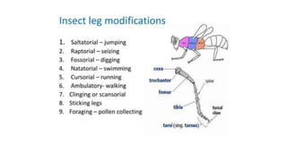 Different Types of Leg Structures in Insects | PPTX | Sports