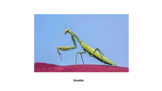 Different Types of Leg Structures in Insects | PPTX