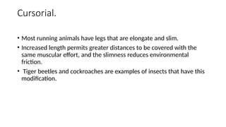 Different Types of Leg Structures in Insects | PPTX | Sports