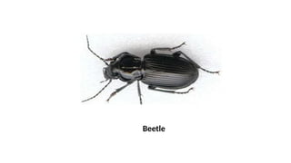 Different Types of Leg Structures in Insects | PPTX
