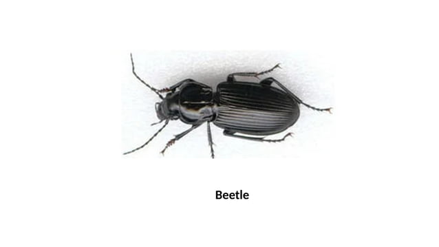 Different Types of Leg Structures in Insects | PPTX | Sports