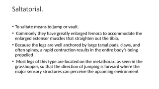 Different Types of Leg Structures in Insects | PPTX | Sports