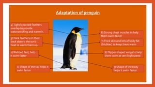 27what are the characteristics of different biomes and aquatic ...