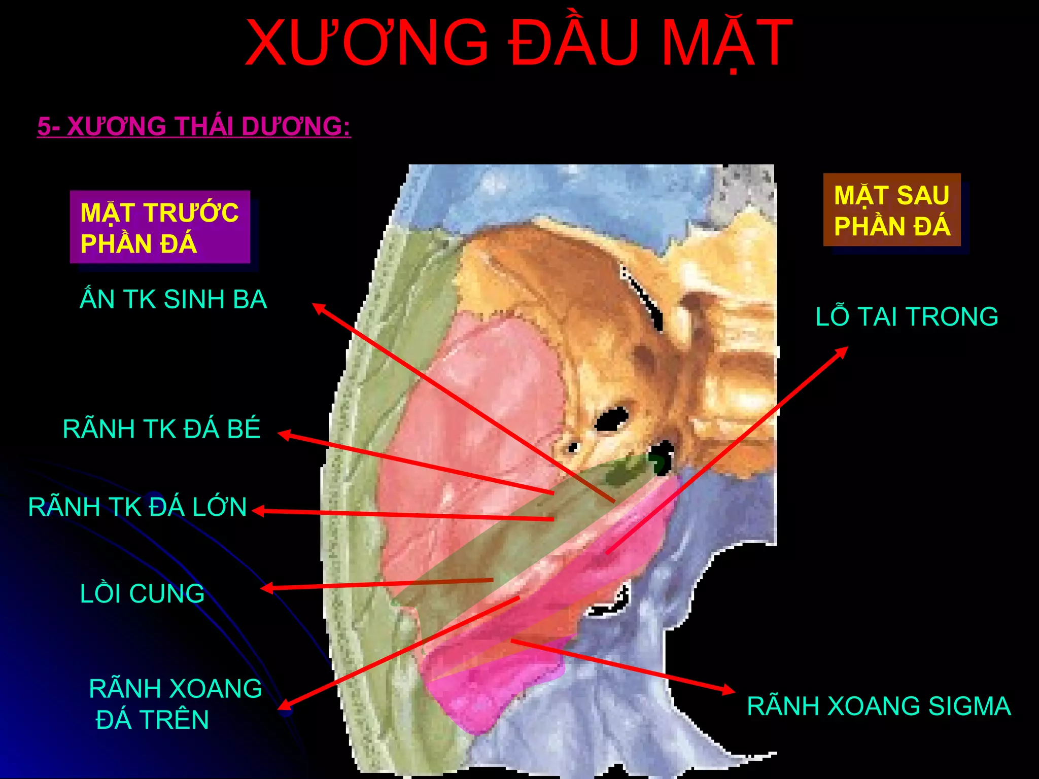 XƯƠNG ĐẦU MẶT CỔ | PPT