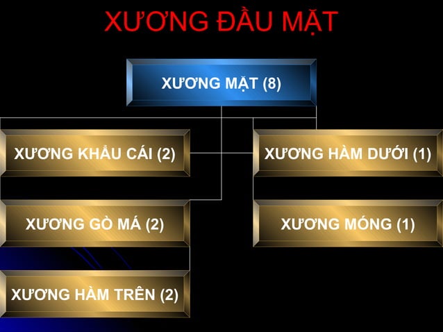 XƯƠNG ĐẦU MẶT CỔ | PPT