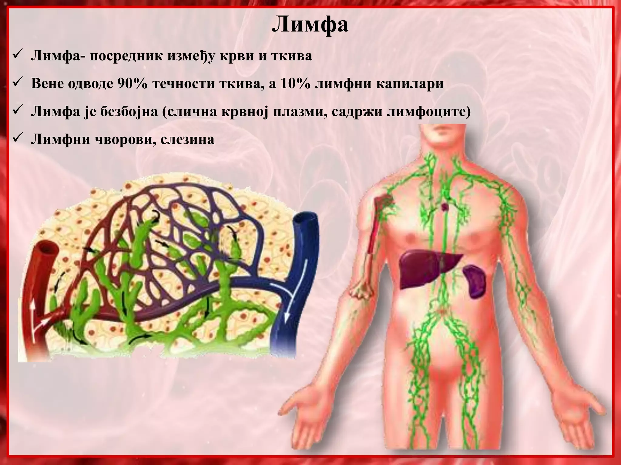 28. Funkcionalna anatomija. krvni sudovi, limfa | PPT
