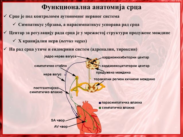 28. Funkcionalna anatomija. krvni sudovi, limfa | PPT