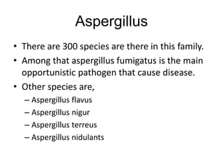 28. oppertunistic mycotic infections | PPT