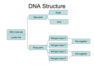 28.1 dna molecule #1 | PPT