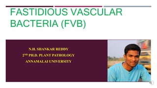 Fastidious vascular bacteria (FVB) | PPTX