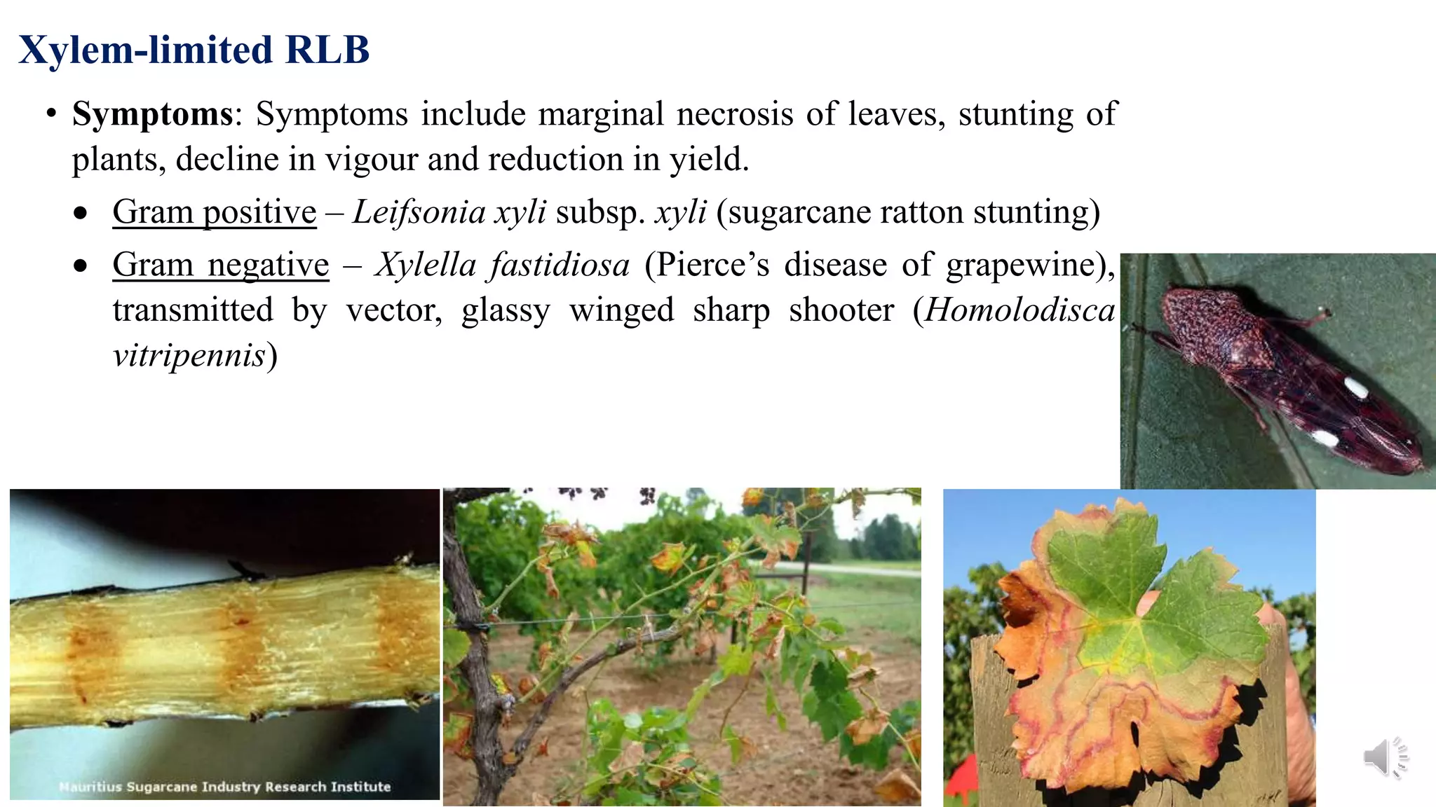 Fastidious vascular bacteria (FVB) | PPTX