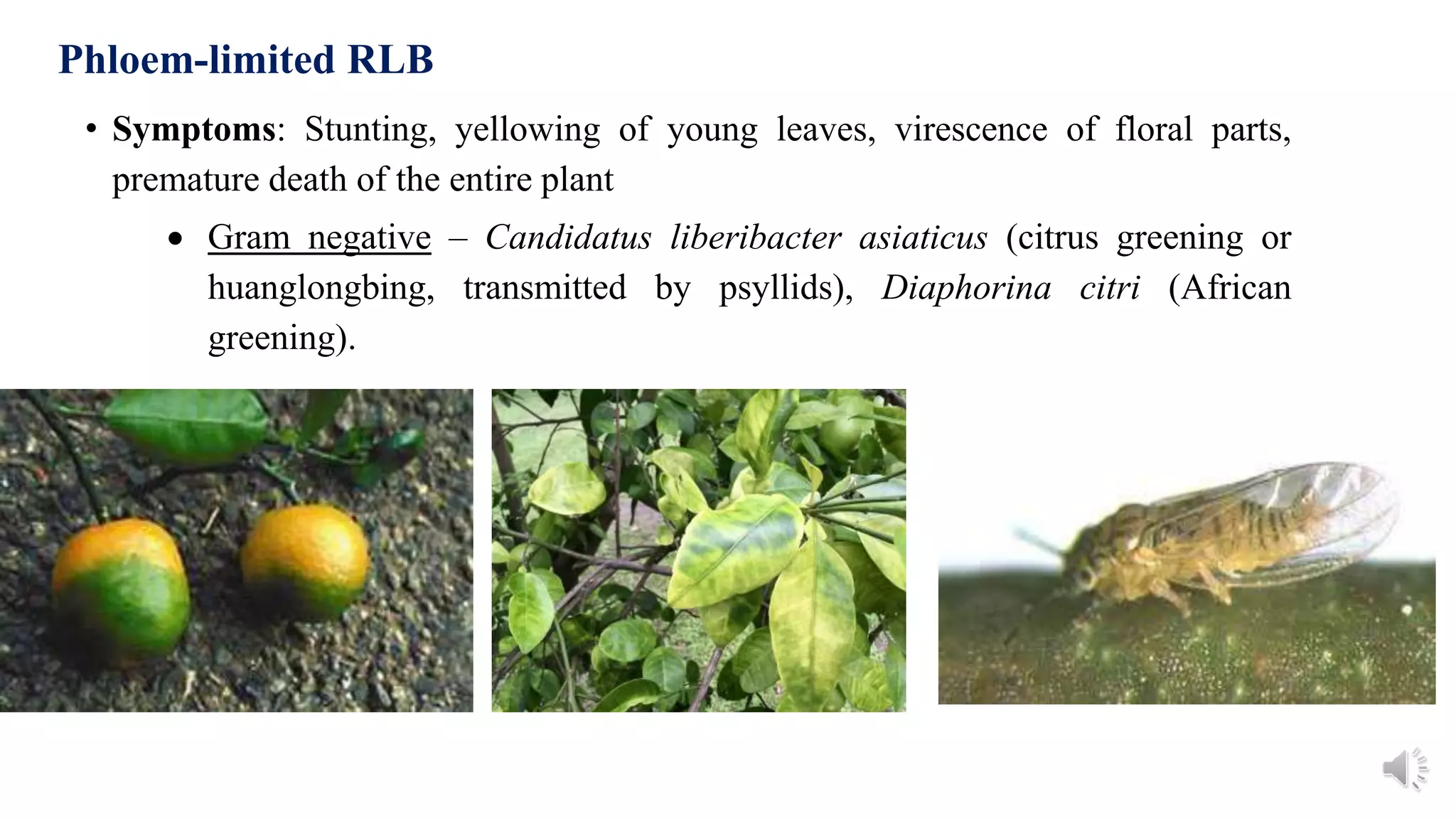 Fastidious vascular bacteria (FVB) | PPTX