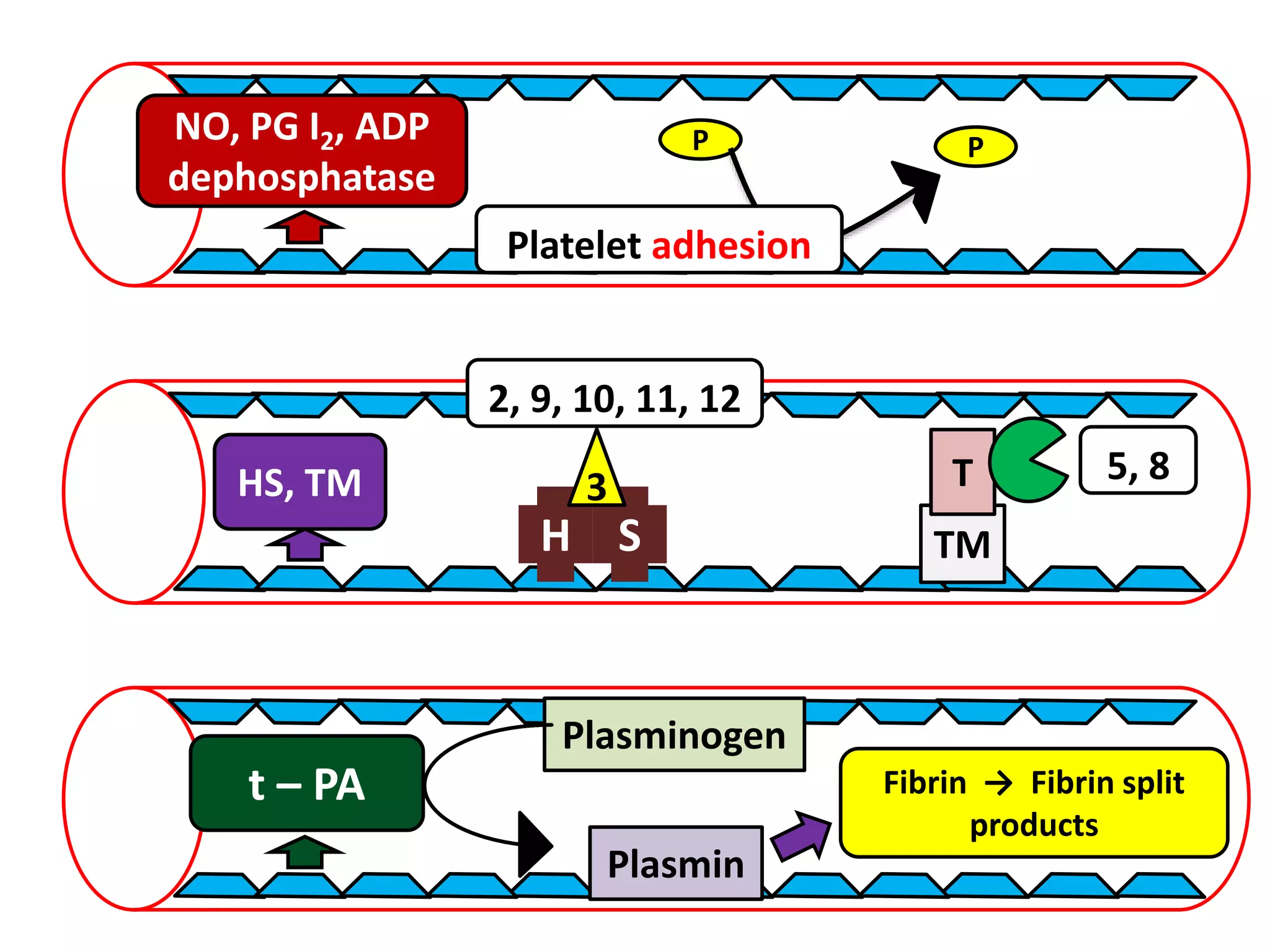 28. Antiplatelets.pptx