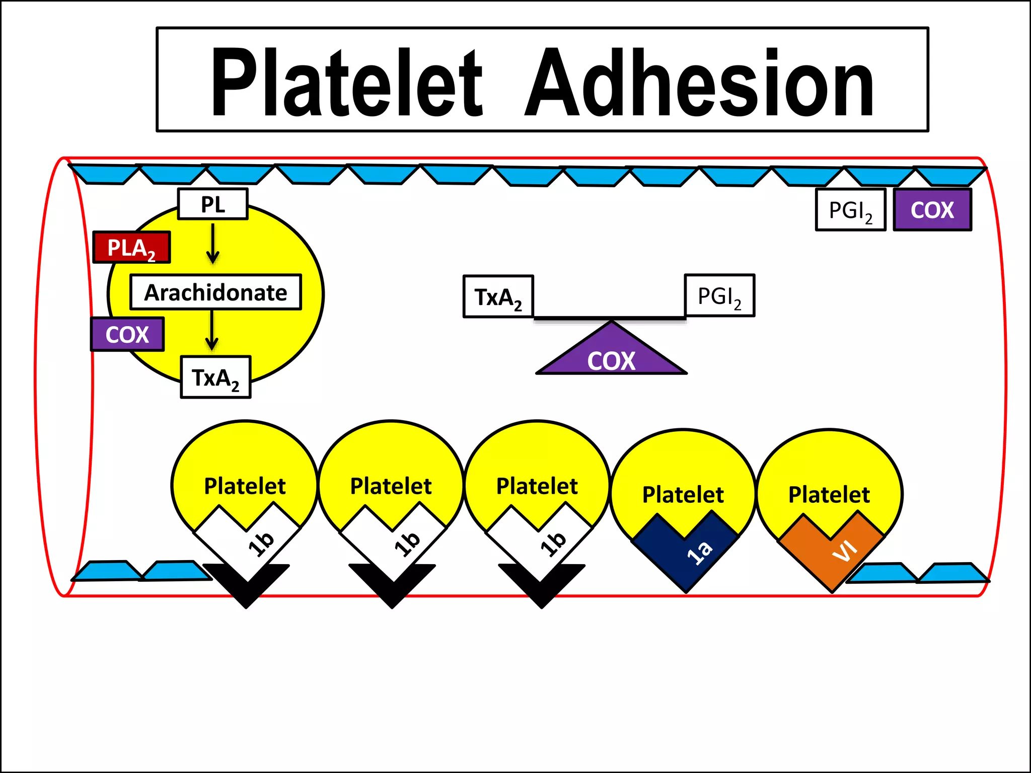 28. Antiplatelets.pptx
