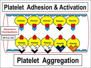 28. Antiplatelets.pptx