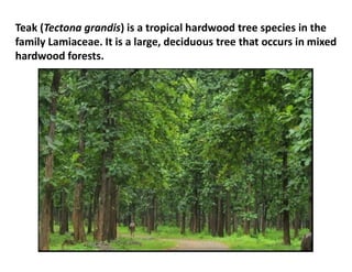 28. Teak timber-1.pdf