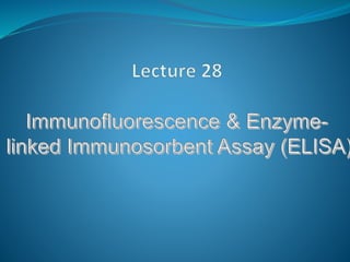 28. Clinical Immunology Lecture 28.pptx