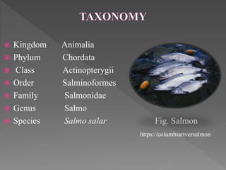 28. Salmo salar (Salmon), interesting facts and economic importance.pptx