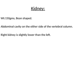 introduction to renal system physiology.pptx