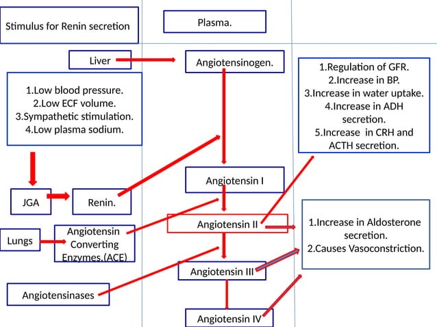 introduction to renal system physiology.pptx