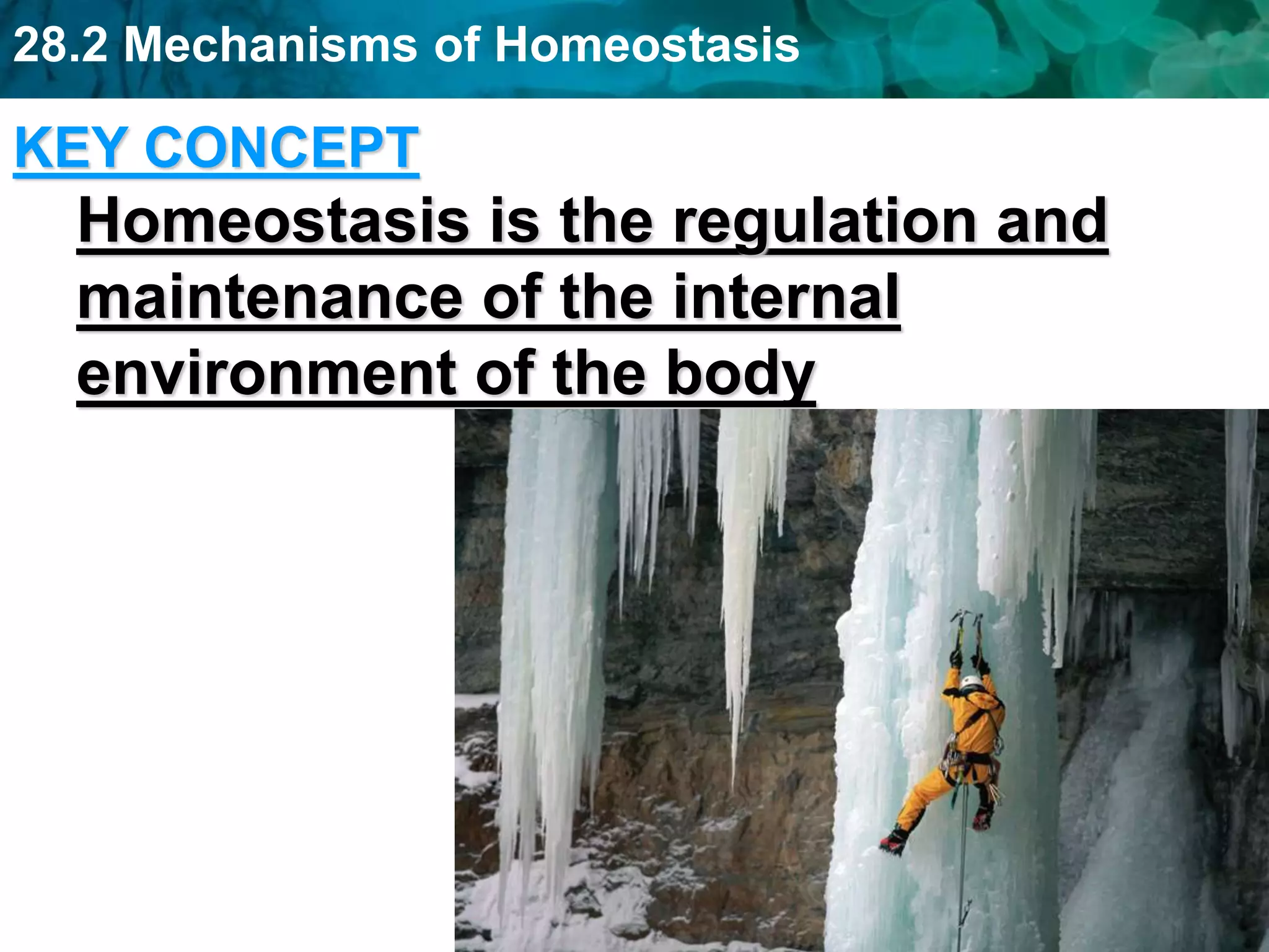 28-2 homeostasis (1).ppt | Free Download