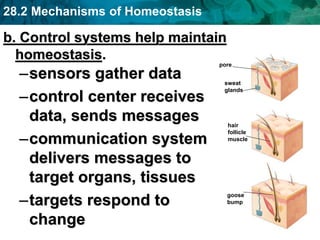 28-2 homeostasis (1).ppt