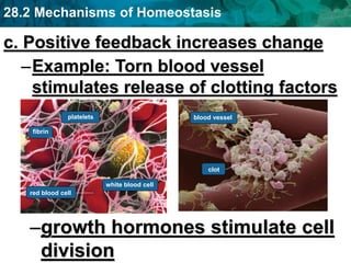 28-2 homeostasis (1).ppt