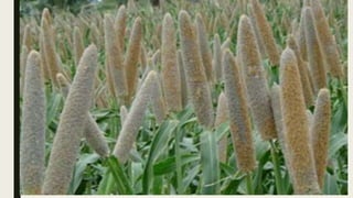Bajra crop | PPTX | Agriculture | Industries