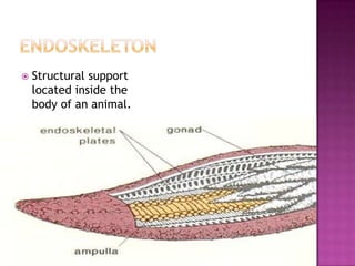 28 4 Echinoderms | PPTX