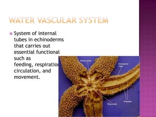 28 4 Echinoderms | PPTX