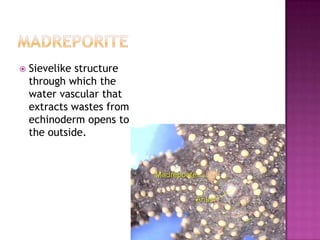 28 4 Echinoderms | PPTX