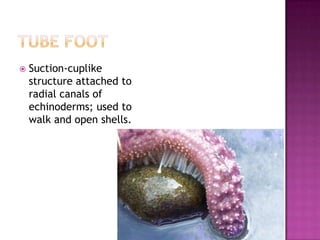 28 4 Echinoderms | PPTX