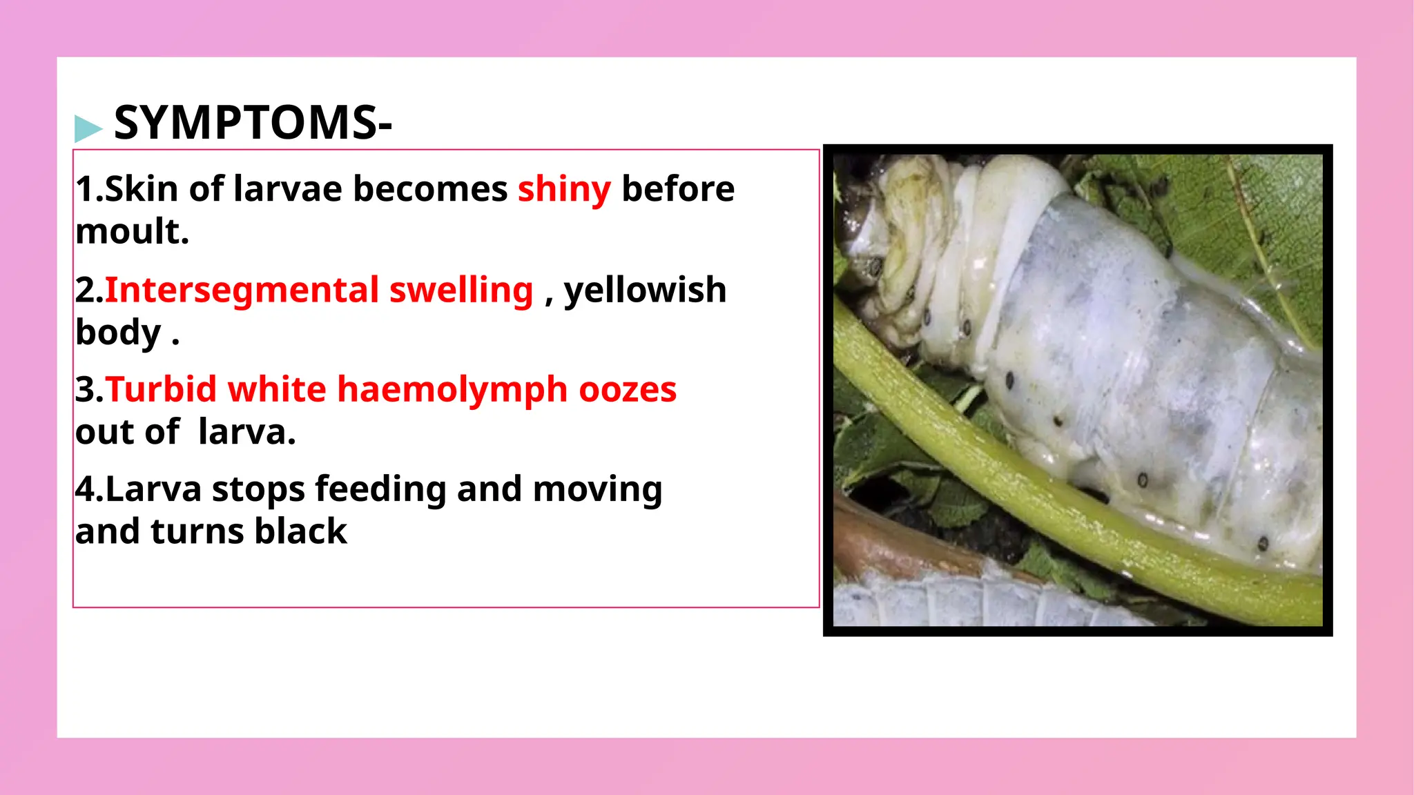 AN ASSIGNMENT ON DISEASES OF SILKWORM.pptx