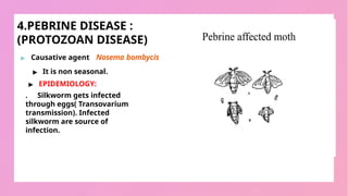 AN ASSIGNMENT ON DISEASES OF SILKWORM.pptx