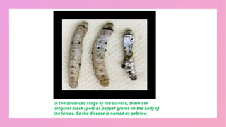 AN ASSIGNMENT ON DISEASES OF SILKWORM.pptx