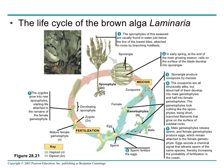 Life Cycle Laminaria And Fucus Brown Algae
