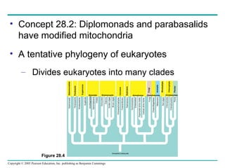 Diplomonads And Parabasalids