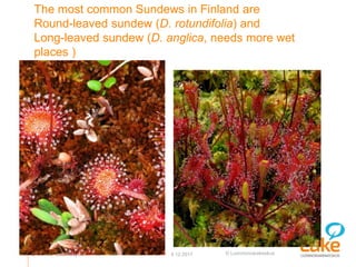 Round-leaved Sundew (Drosera rotundifolia) as a source of ...