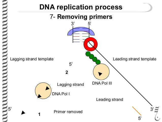 281 lec10 replication_process
