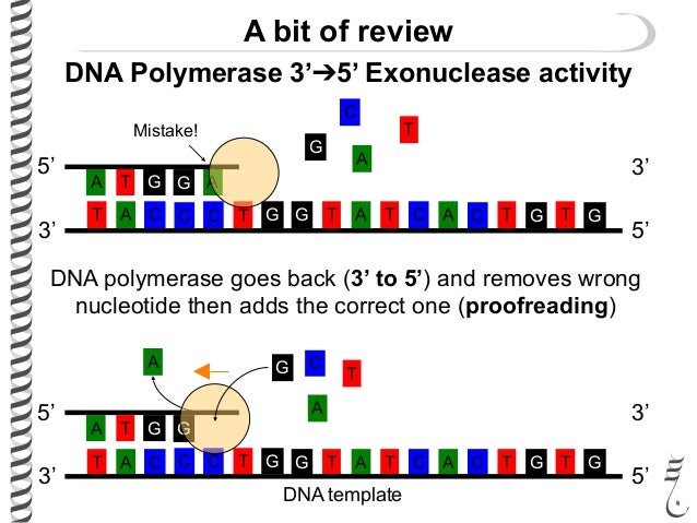 281 lec10 replication_process
