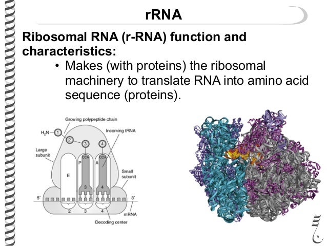 Ribosomal Rna Function