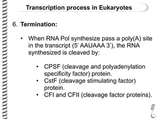 281 lec14 eukaryptic_transcription | PDF