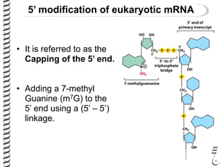 281 lec14 eukaryptic_transcription | PDF